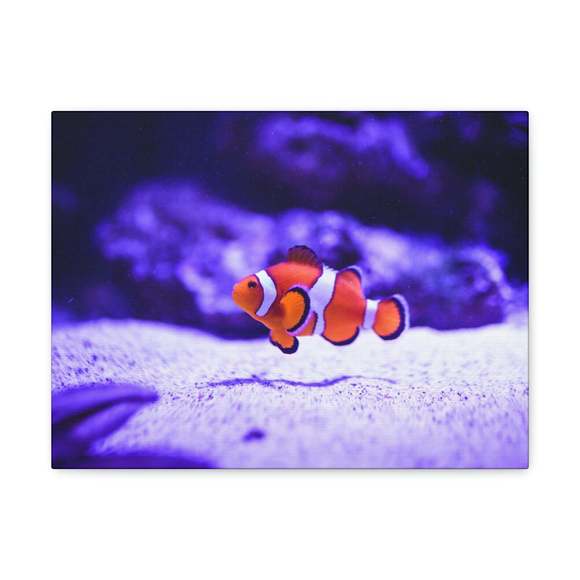 Express Your Love Gifts | Art | Majestic Clown Fish Art Majestic Clown ...